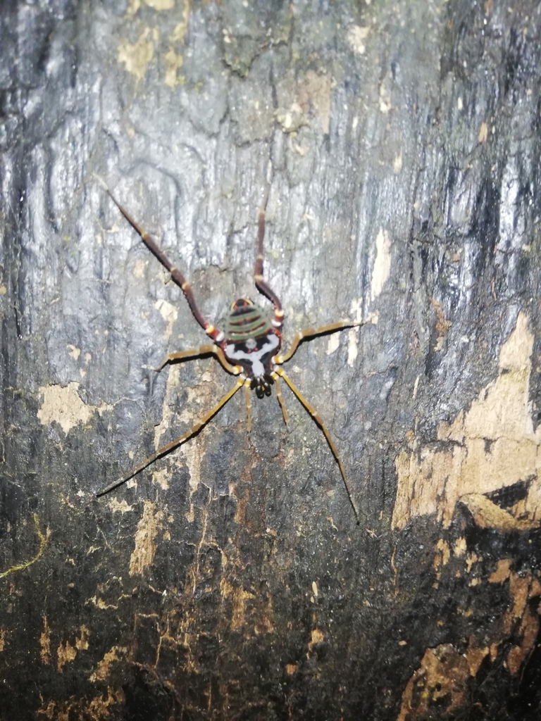 Sadocus asperatus from Temuco, Araucanía, Chile on October 6, 2019 at ...