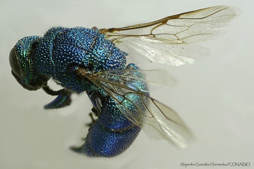 (Chrysis antennalis)