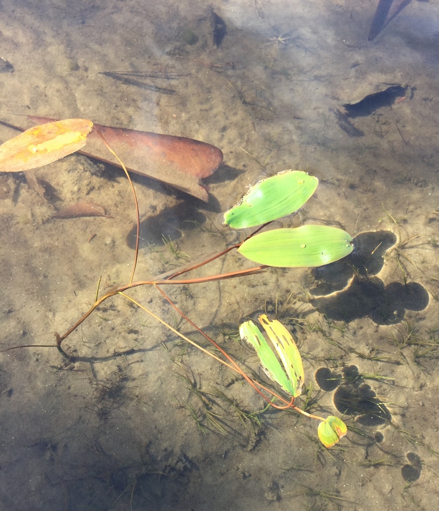 floating-leaved pondweed from Peterborough County, ON, Canada on ...