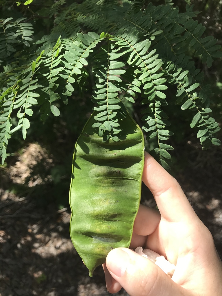 Wild Tamarind (Lysiloma latisiliquum) - Botanical Realm