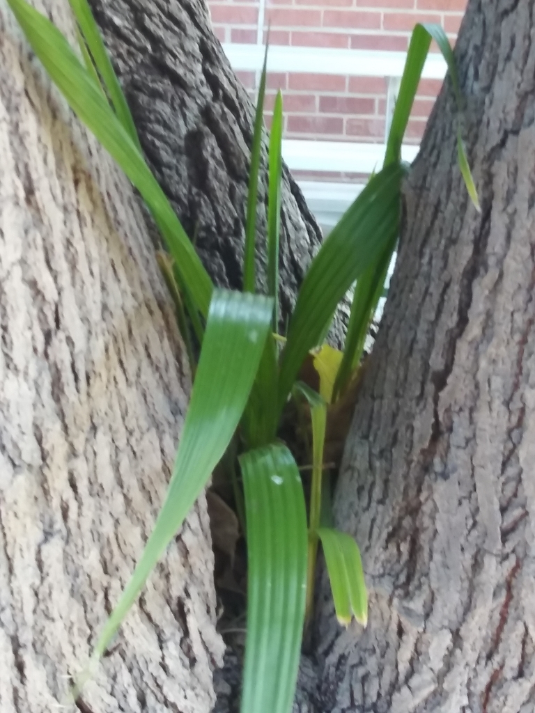 Coryphoideae from Leescroft, Phoenix, AZ 85015, USA on October 15, 2019 ...