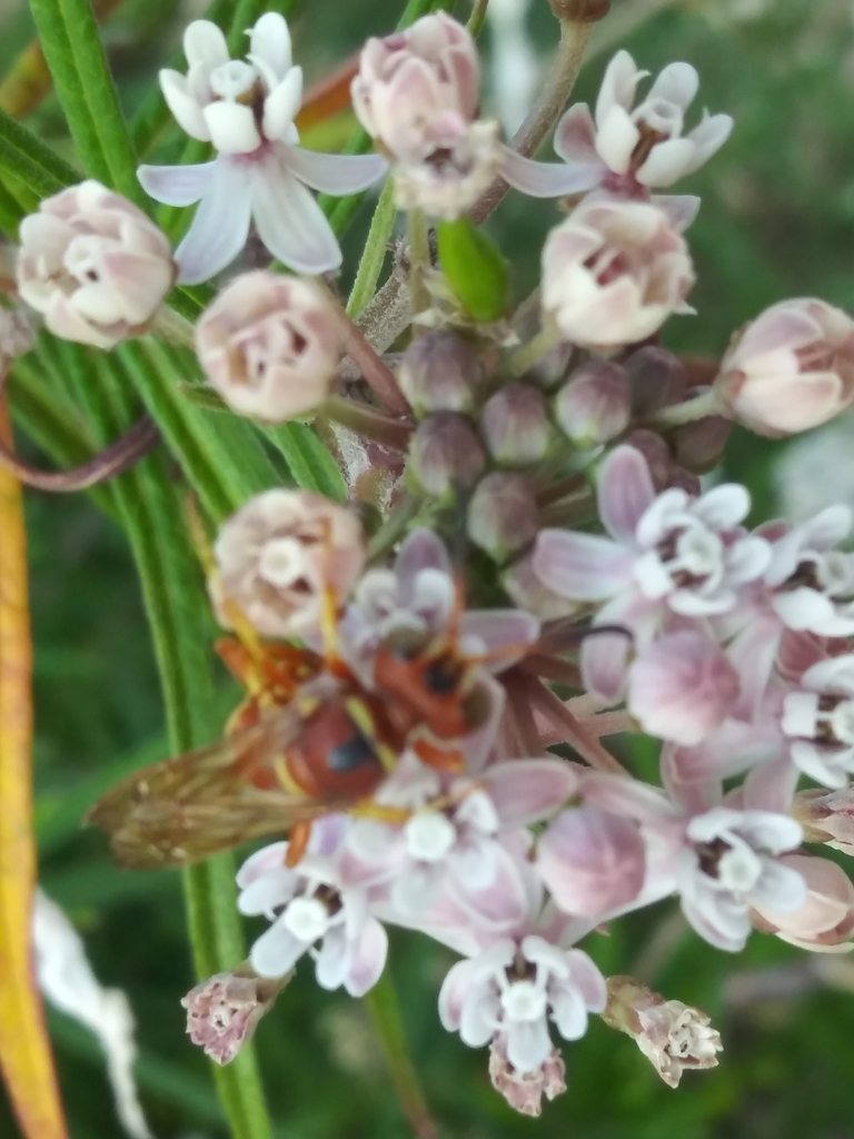 Weevil Wasps and Allies from Leescroft, Phoenix, AZ 85015, USA on ...