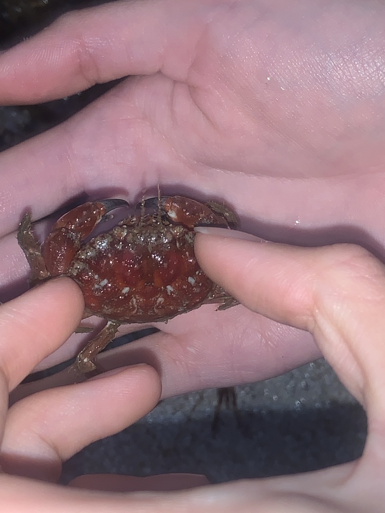 Pygmy Rock Crab from San Juan Channel, WA, US on October 15, 2019 at 06 ...