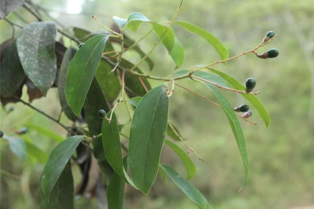 Opachiro (Jardin Botanico de Cali) · iNaturalist