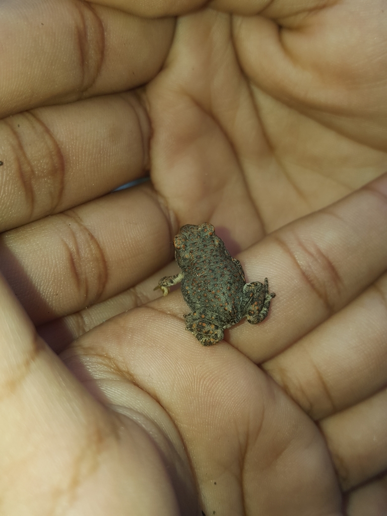 Red-spotted Toad by Marbet Aguilar · iNaturalist