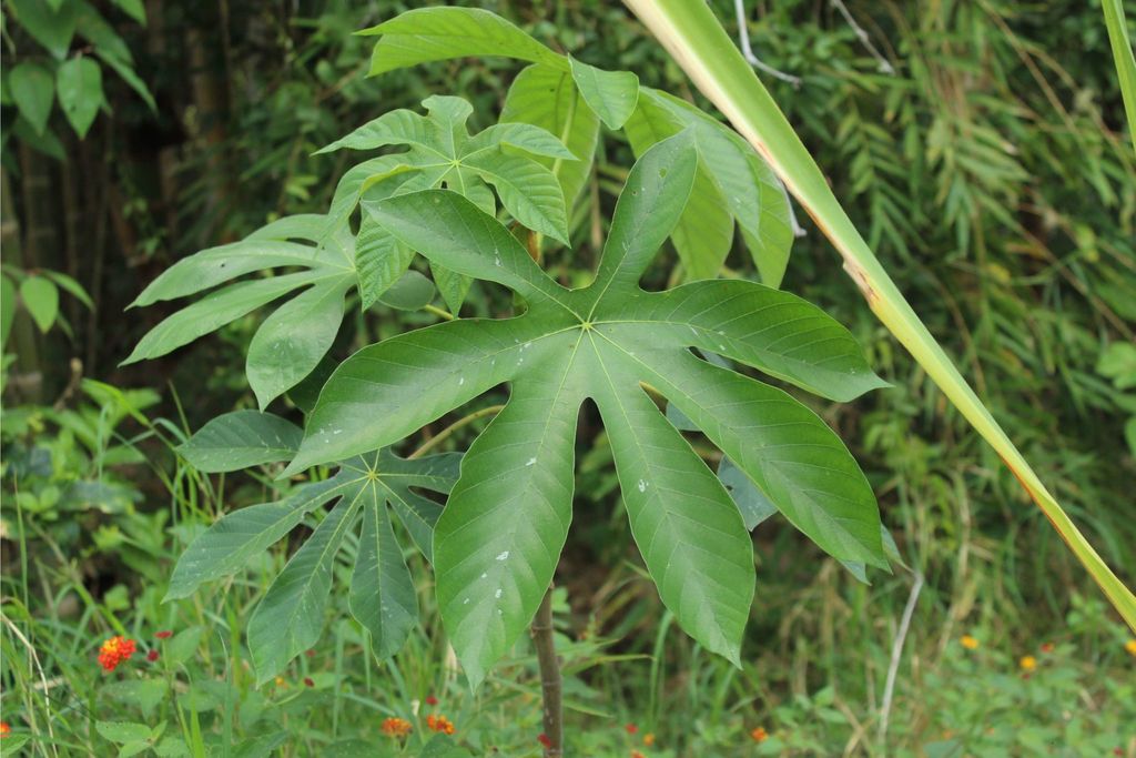 Cecropias (Cecropia) - Botanical Realm