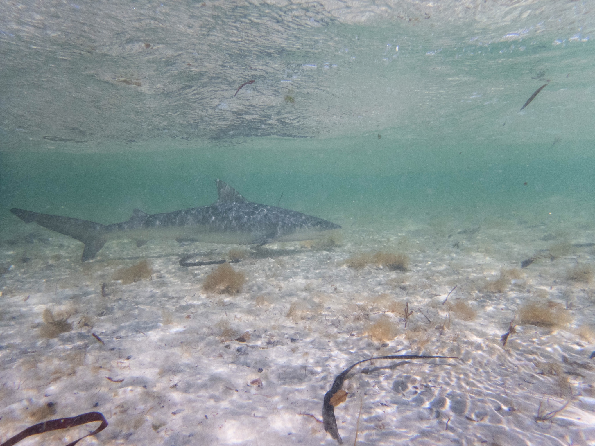 Carcharhinus cautus (Whitley, 1945)