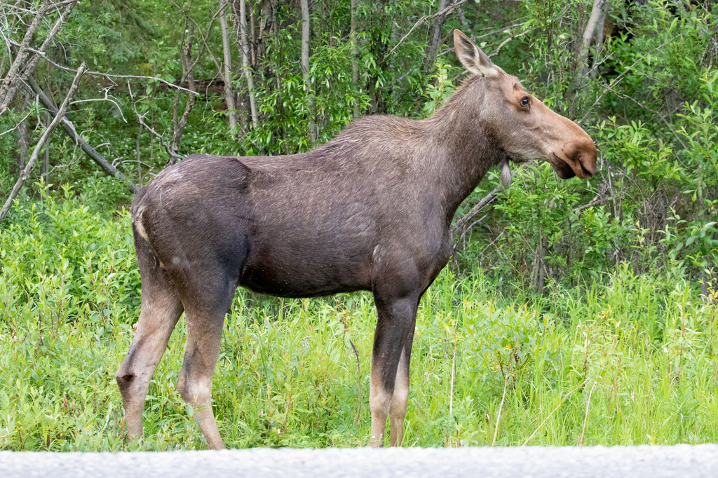 Moose from Northern Rockies, British Columbia, Canada on July 10, 2019 ...