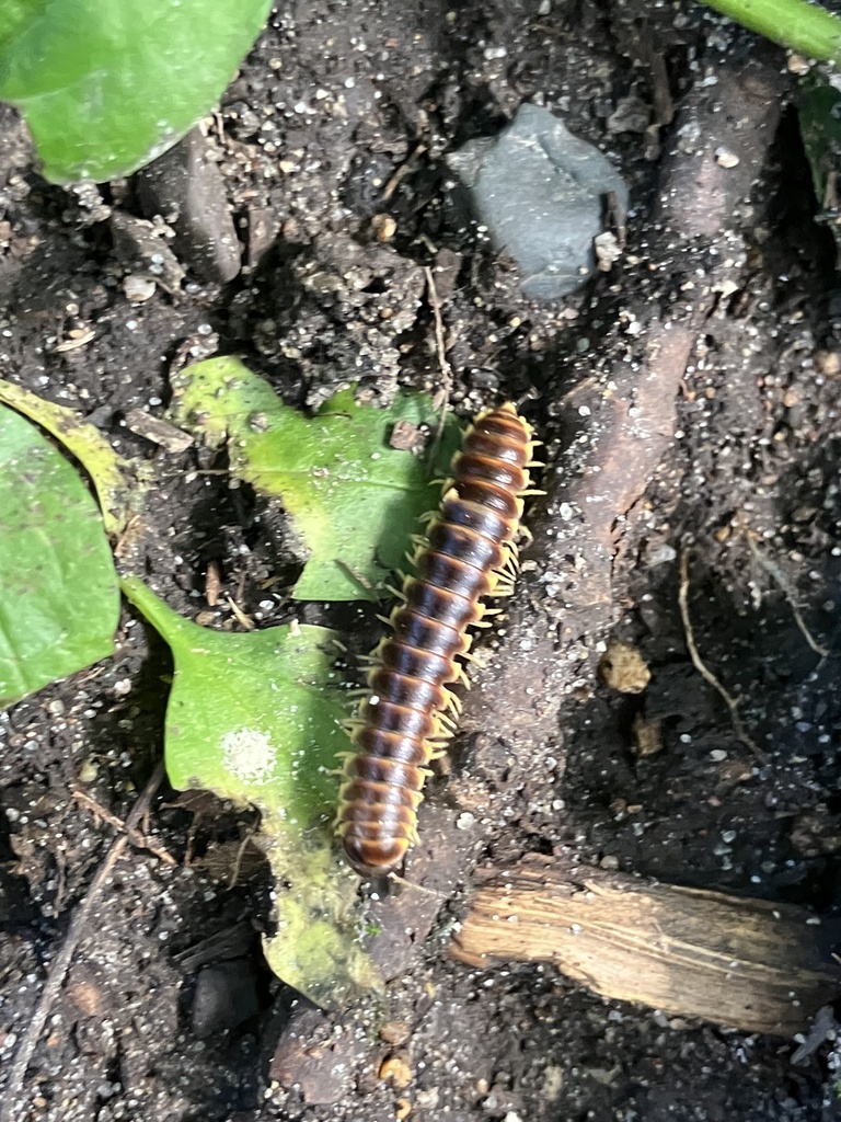 Traveling Cherry Millipede from Westwood Hills Nature Center, St. Louis ...