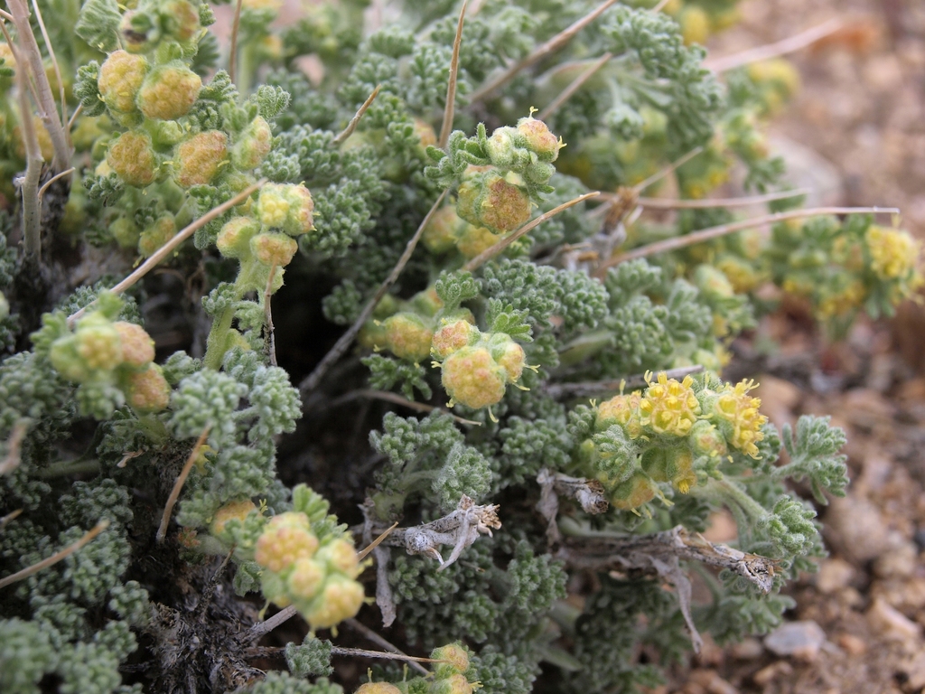 Bud Sagebrush from Mono County, CA, USA on April 20, 2019 at 02:28 PM ...