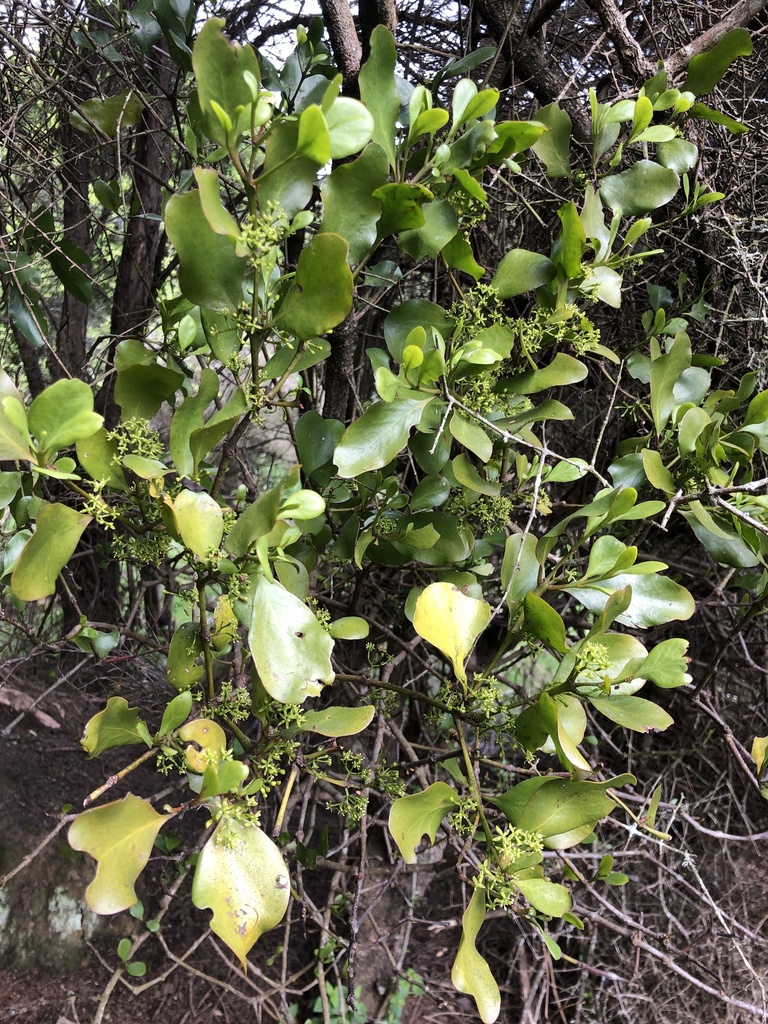 Green mistletoe in October 2019 by tomno · iNaturalist