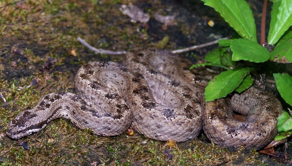 Cuban Dwarf Boa from Yateras, Cuba on August 08, 2009 at 12:25 PM by ...