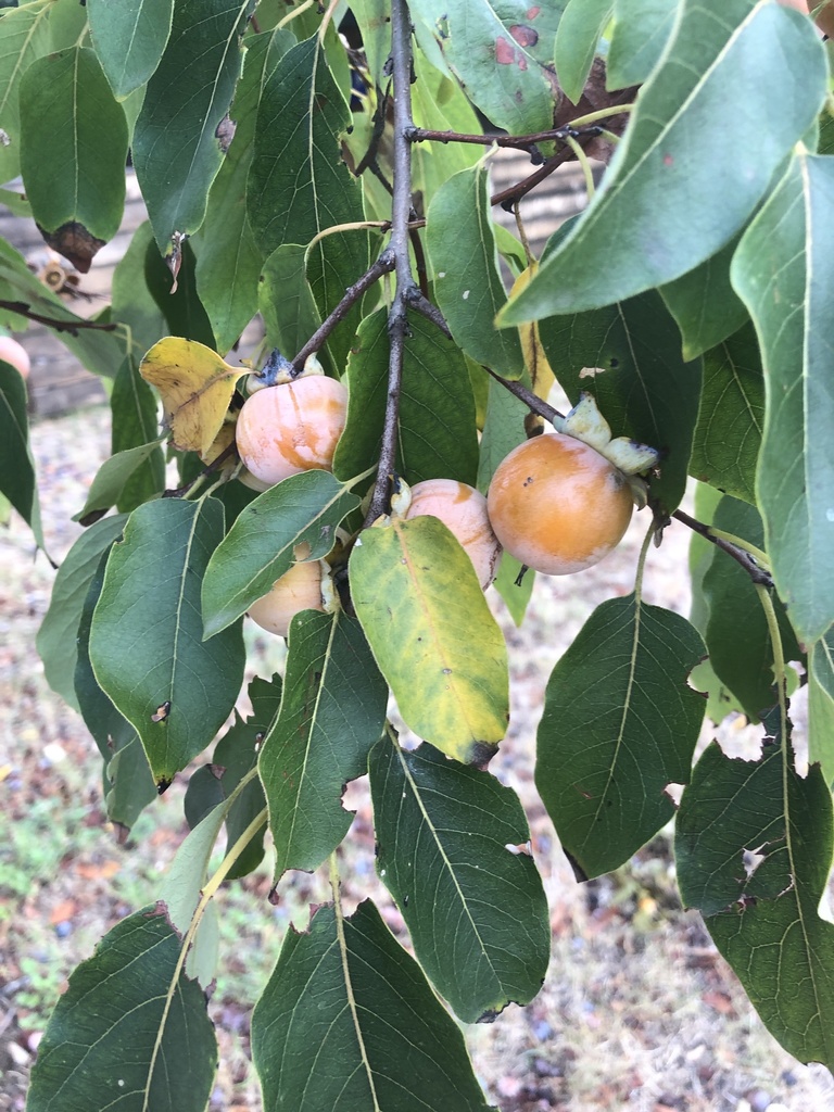 American persimmon from E 14th St, Austin, TX, US on October 07, 2019 ...