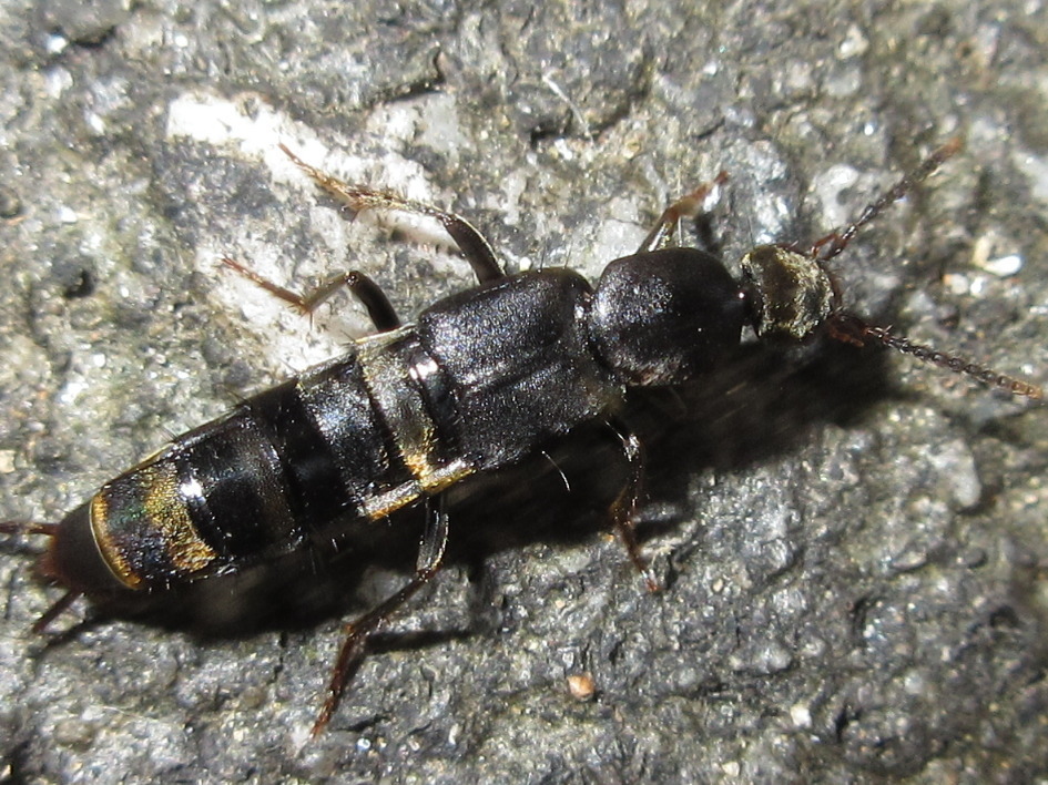 Anisolinina from 대한민국 충청남도 천안시 동남구 on October 16, 2019 at 03:18 PM by ...