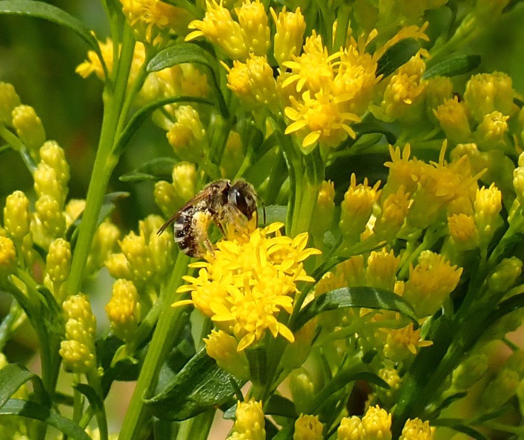 Ligated Furrow Bee in August 2019 by Laura Shappell. Halictus sp ...