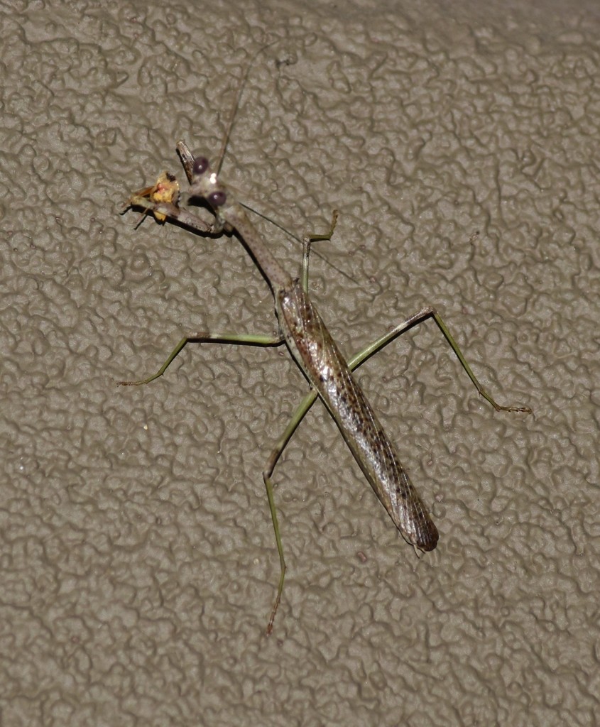 Carolina Mantis from South Side, Corpus Christi, TX, USA on October 15 ...