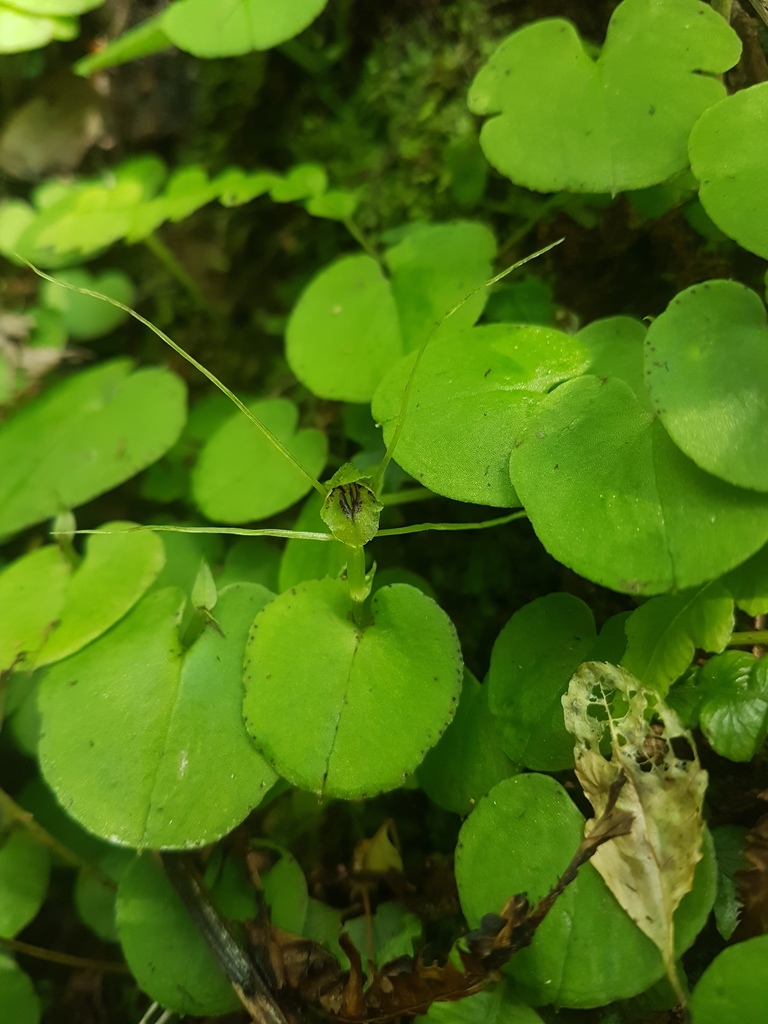 Corybas papa from Welbourn, New Plymouth, New Zealand on October 16 ...