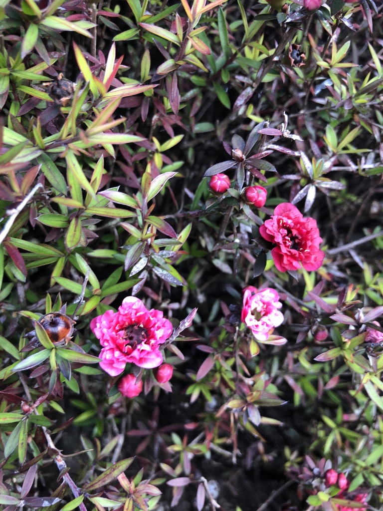 Mānuka (Leptospermum scoparium) - Botanical Realm