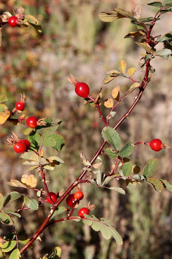 interior rose from San Bernardino County, CA, USA on October 12, 2019 ...