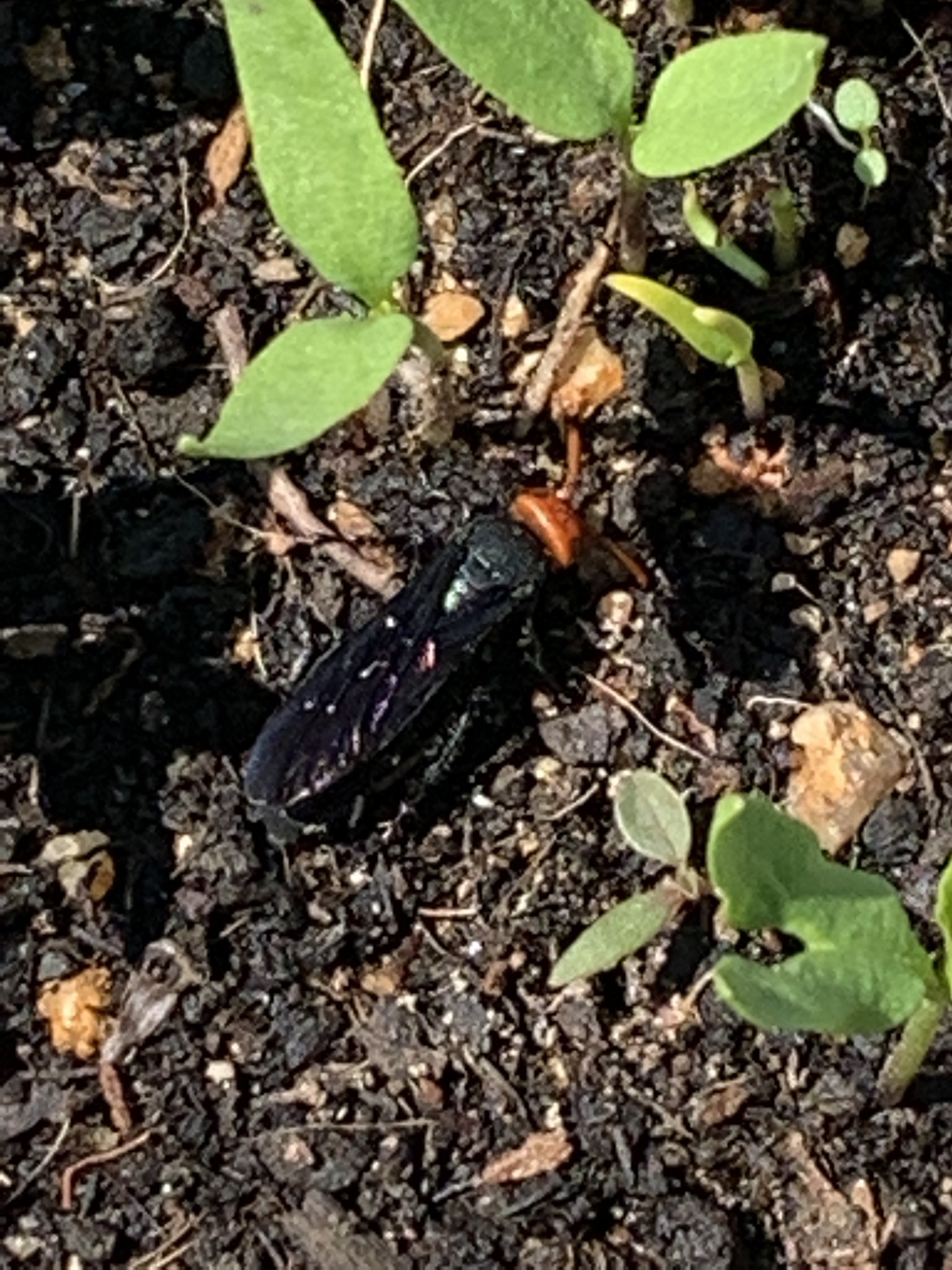 Austroscolia ruficeps (Smith, 1855)