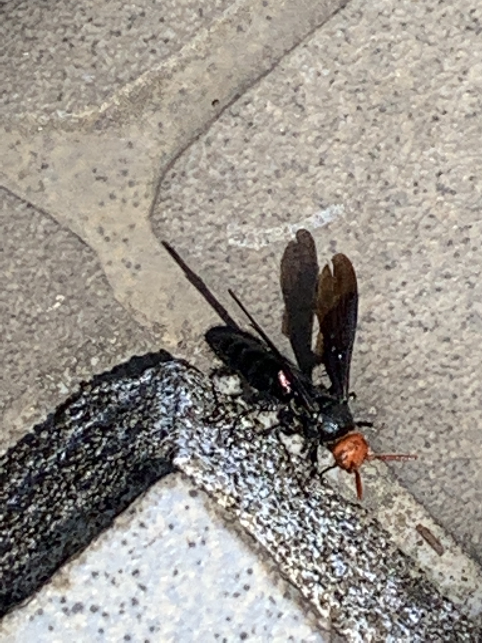 Austroscolia ruficeps (Smith, 1855)