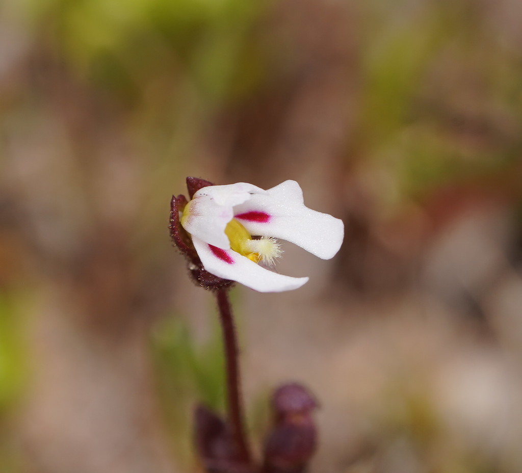 Foot Triggerplant from Roses Gap VIC 3385, Australia on October 11 ...