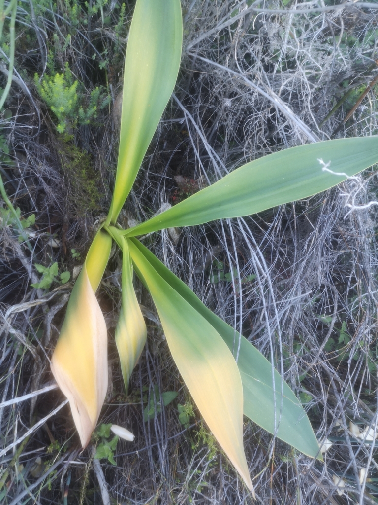 Maerman Squill from Citrusdal, South Africa on October 14, 2019 at 02: ...