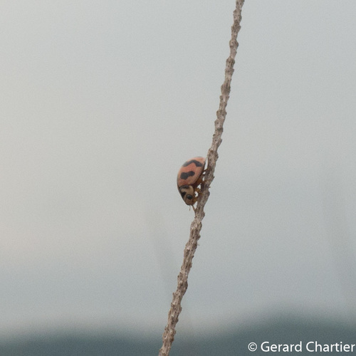 Taxon - Cheilomenes sexmaculata (Six-spotted Zigzag Ladybird) - Gee Nature