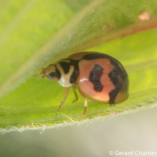 Taxon - Cheilomenes sexmaculata (Six-spotted Zigzag Ladybird) - Gee Nature