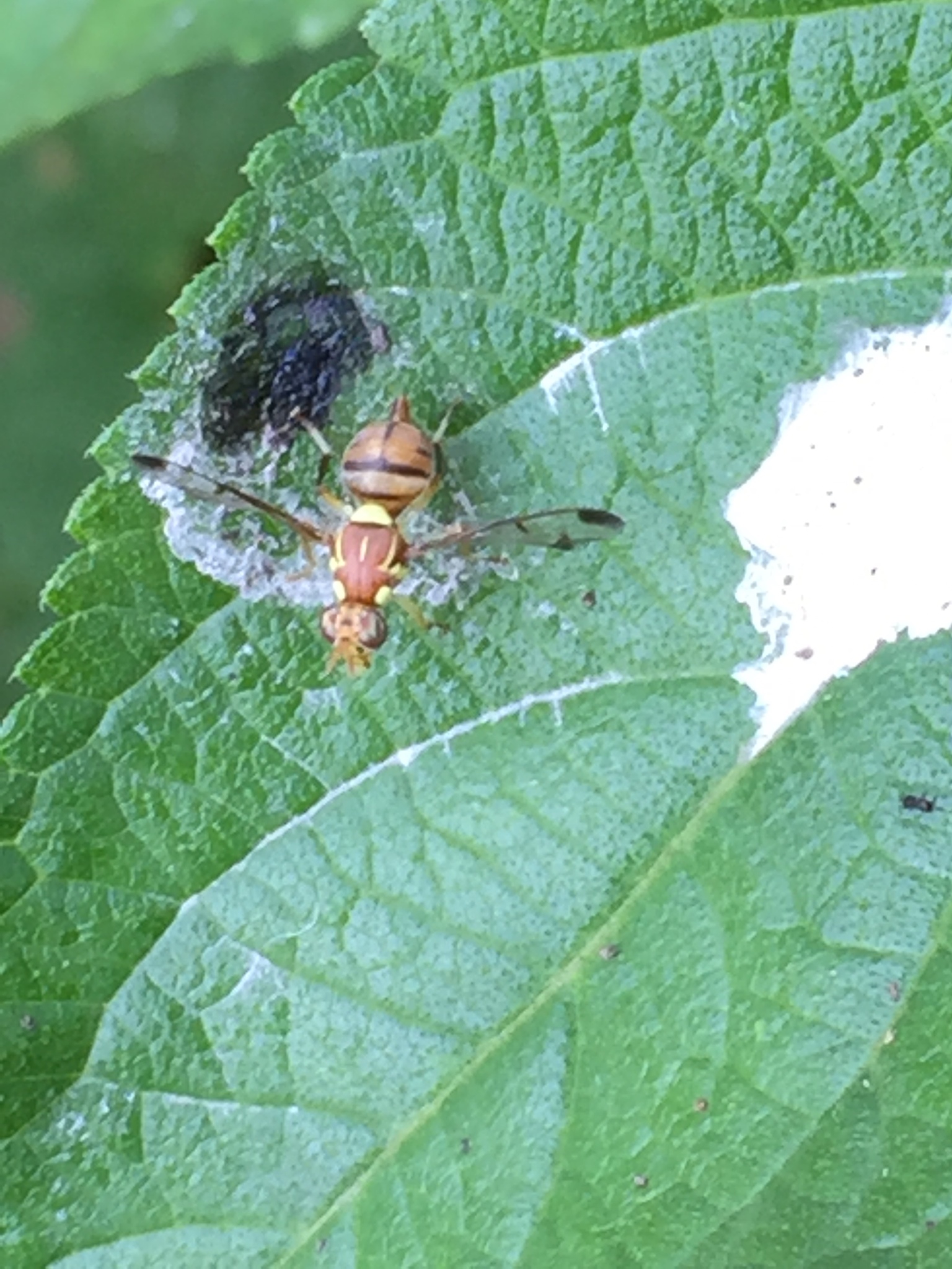 Bactrocera cucurbitae (Coquillett, 1899)