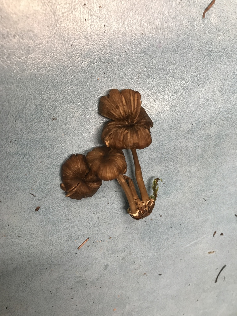 Leptonia from Kittitas County, US-WA, US on October 12, 2019 at 08:55 ...