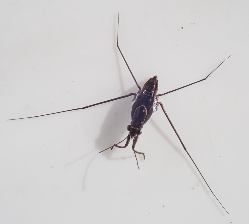 Neogerris severeni from Ngamiland West, North-West, Botswana on July 12 ...