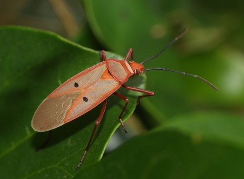 Dysdercus evanescens · iNaturalist