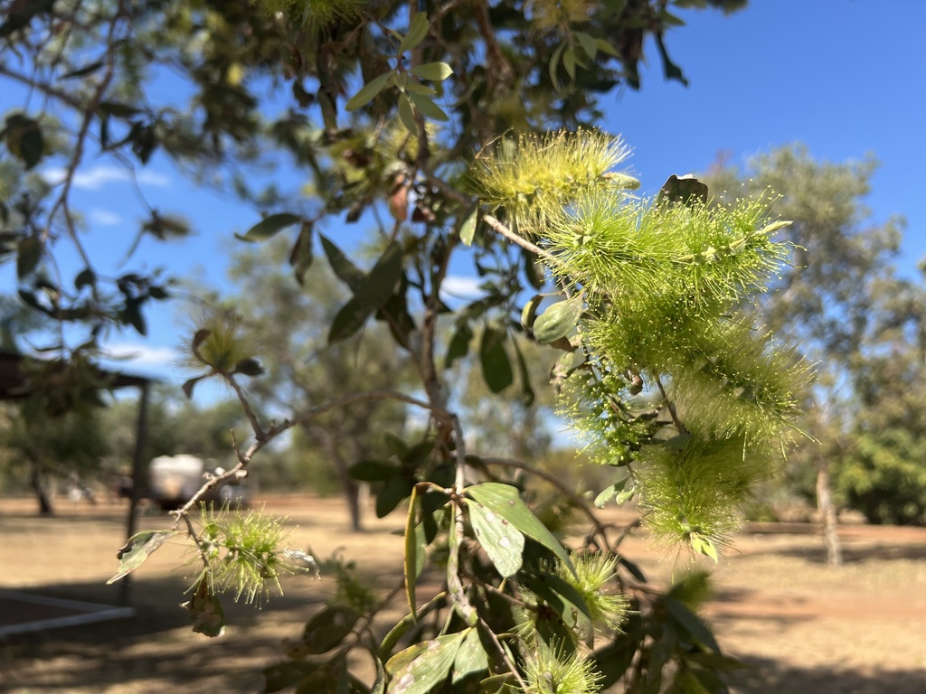 Broad Leaved Tea Tree (Melaleuca viridiflora) - Botanical Realm