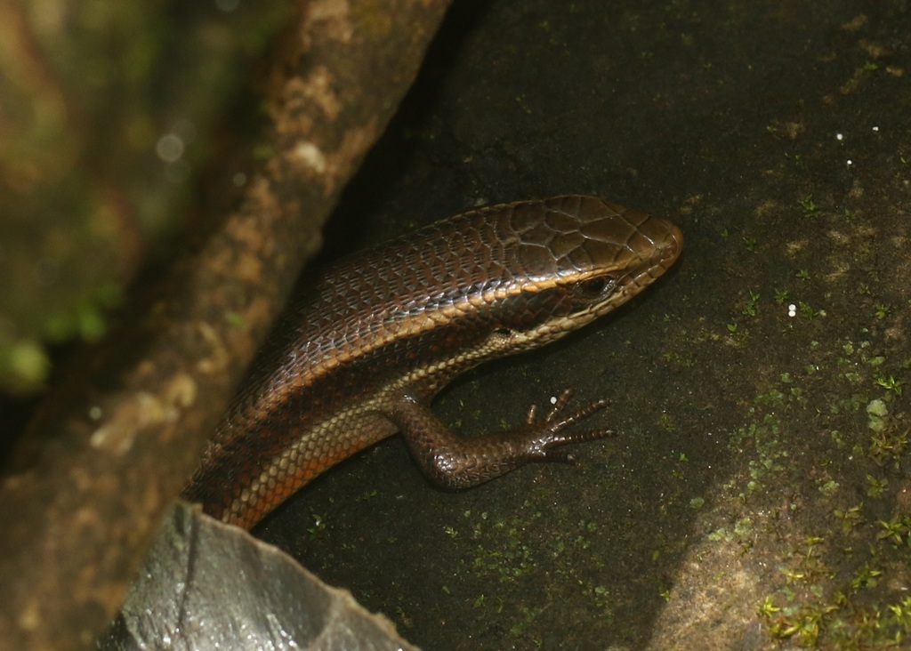 Keeled Indian Mabuya from Sindhudurg, Maharashtra, India on October 9 ...