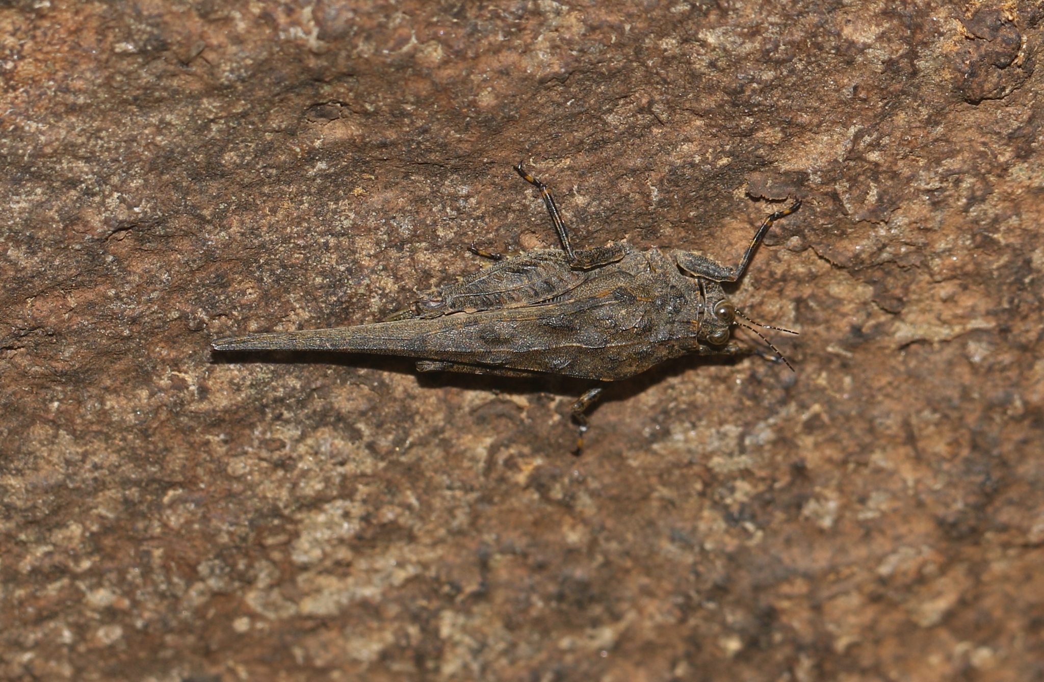 Euscelimena harpago (Serville, 1838)