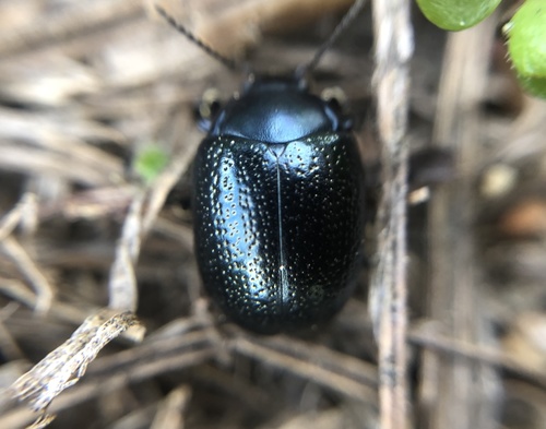 Subspecies Chrysolina vernalis italica · iNaturalist