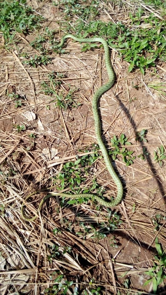 Western Green Mamba from Eto Forest Reserve, Maritime, TG on October 13 ...