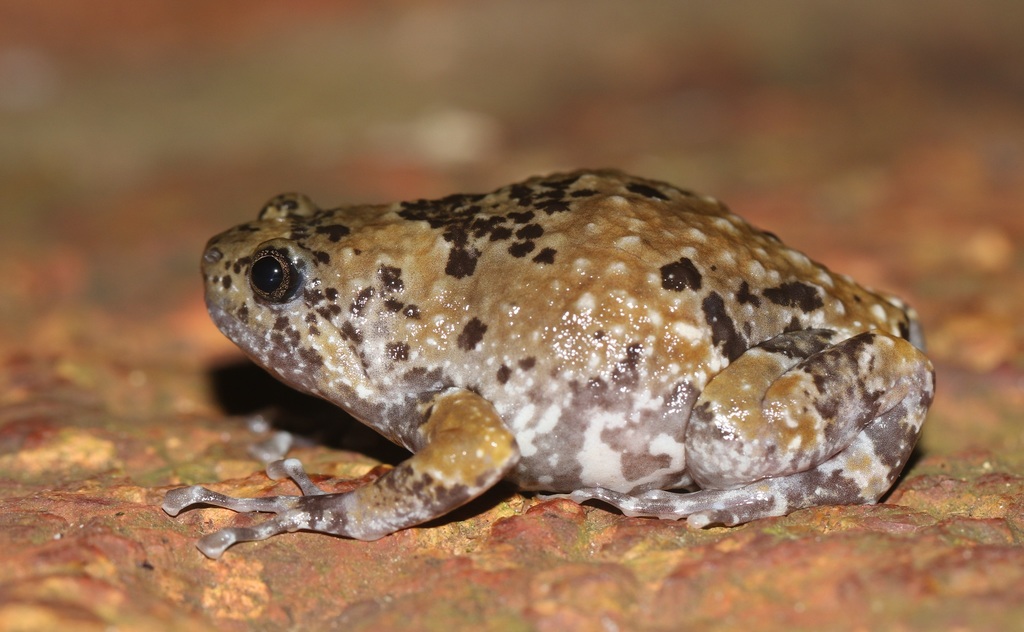 Indian Dot Frog (Amphibians of Kerala) · iNaturalist