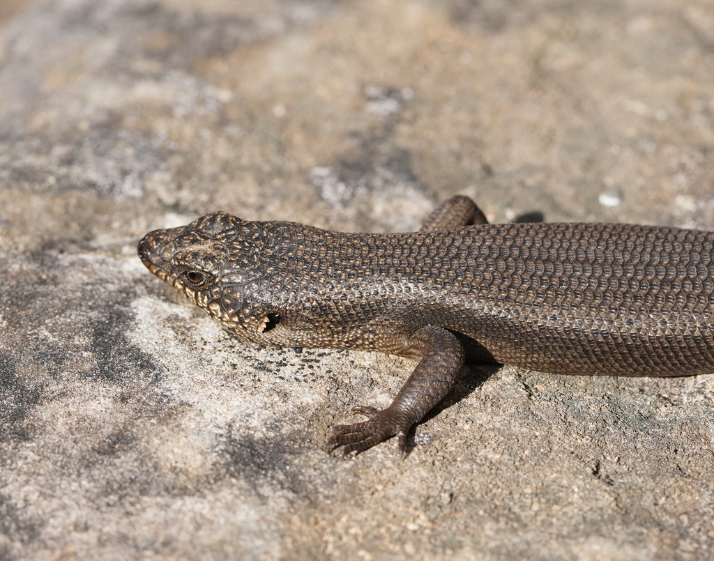 Black Rock Skink from Heatherlie, Grampians NP VIC, Australia on ...