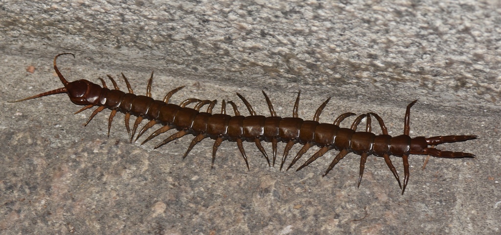 Scolopendra multidens from 万石路, 厦门市, 福建省, CN on October 10, 2019 at 08: ...