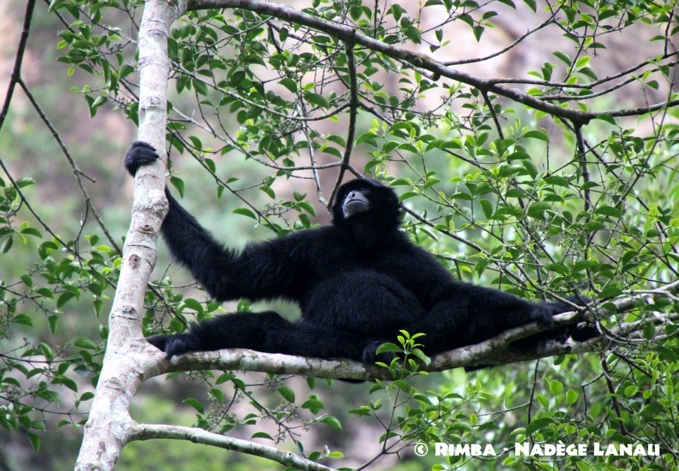 Siamang (Symphalangus syndactylus) - Know Your Mammals