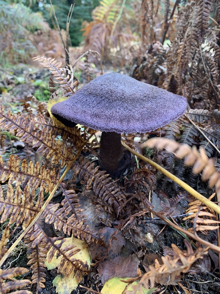 violet webcap from New Forest National Park, Lyndhurst, England, GB on ...