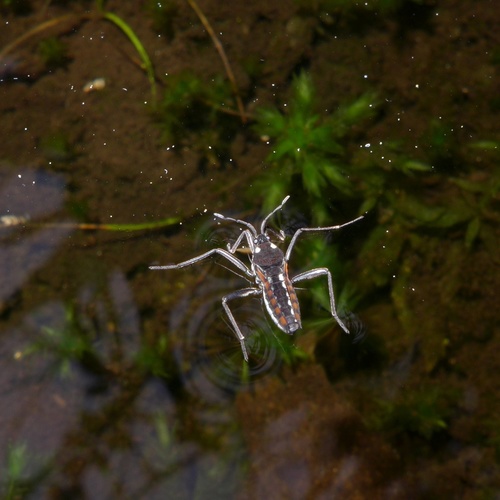 Subspecies Velia caprai caprai · iNaturalist