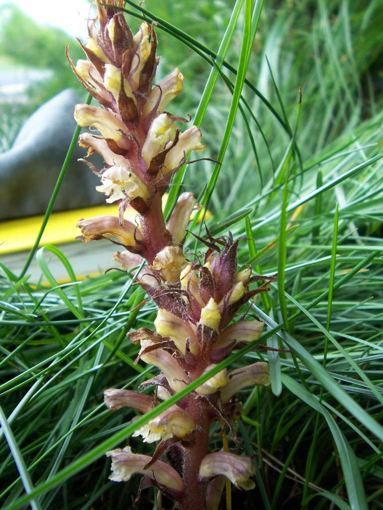 ivy broomrape from Whitehill, The Bower, Co. Donegal, Ireland on ...