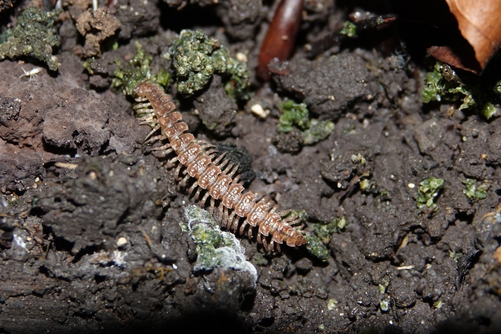 Polydesmus from North Lodge, Upper Winchendon, Waddesdon, Aylesbury ...
