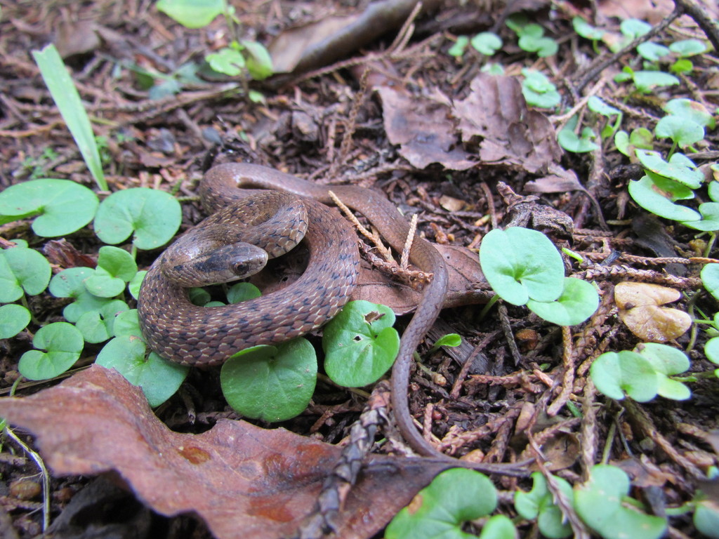 Mexican Brown Snake from Tecolotlán, Jal., México on October 18, 2016 ...