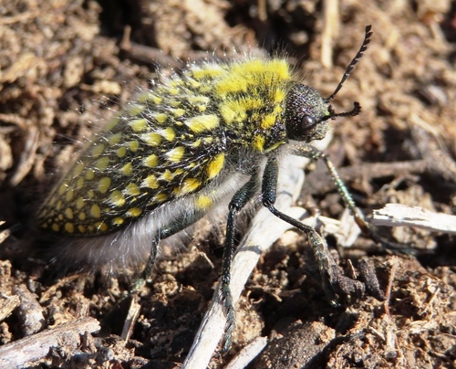 Julodis fascicularis (Buprestidae (Jewel Beetles) of Southern Africa ...