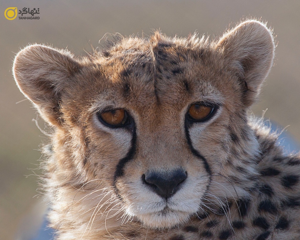 Asian Cheetah (Acinonyx jubatus venaticus) - Know Your Mammals