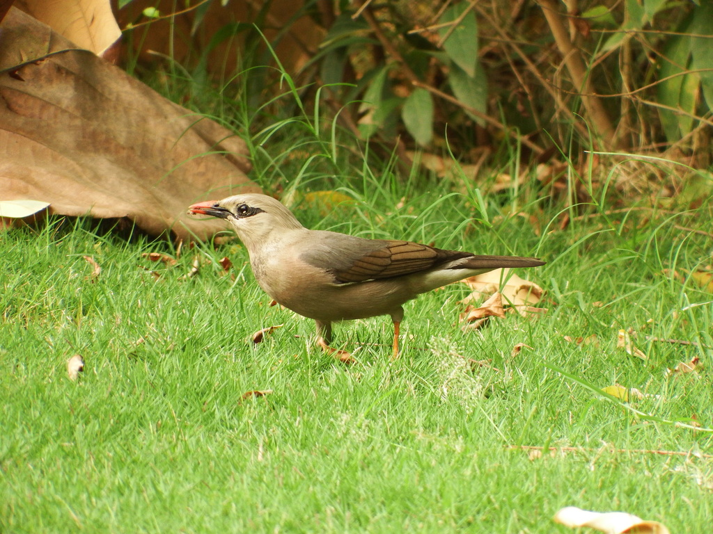 Burmese Myna (Acridotheres burmannicus) - Avian Discovery